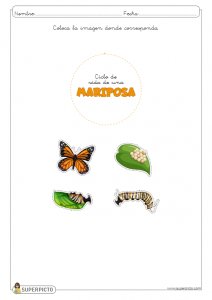 Fichas de diferentes ciclos de vida para completar e imprimir ...