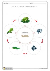 Fichas de diferentes ciclos de vida para completar e imprimir ...