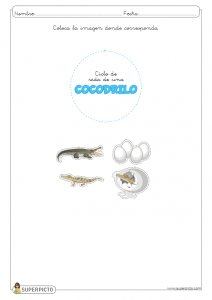 Fichas de diferentes ciclos de vida para completar e imprimir ...